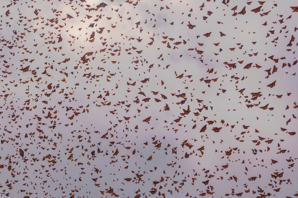 The Butterfly King: Bloomberg Businessweek – Matthew Bremner: Journalist